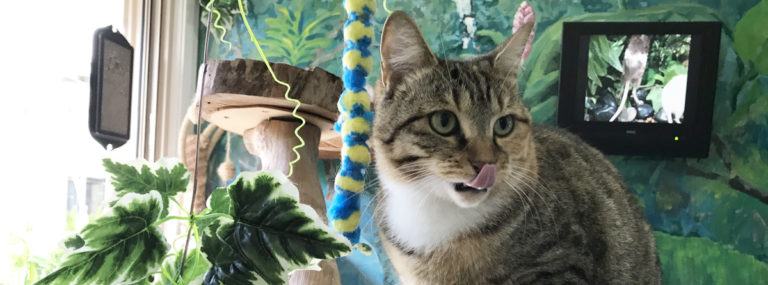 Existing Customer - Cat Utopia Resort & Spa